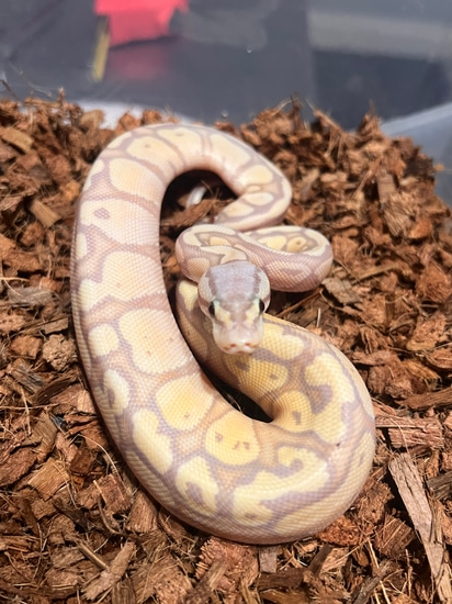 Coral Glow Mojave Confusion Redstripe Pastel Het Clown Ball Python by ...