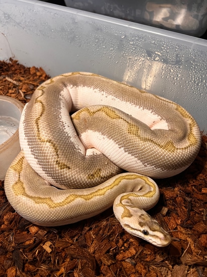 Bamboo Spider Ball Python by Apex Arboreals