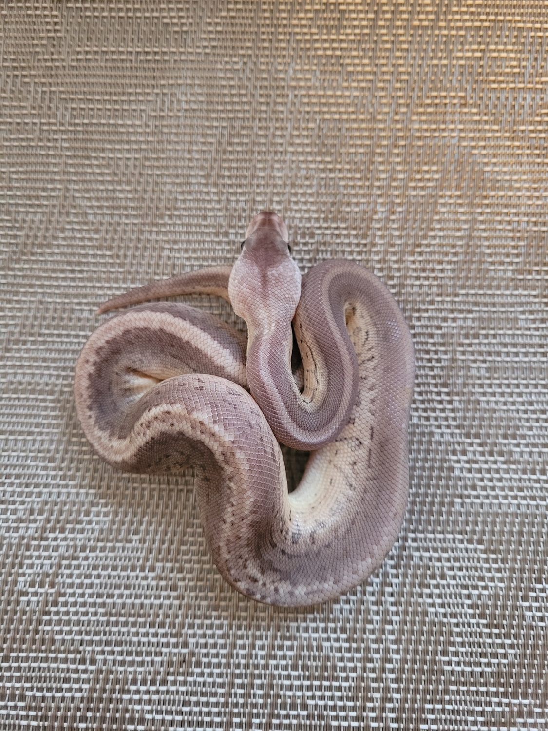 Pewter Leopard Pinstripe Ball Python by DSRoyals - MorphMarket