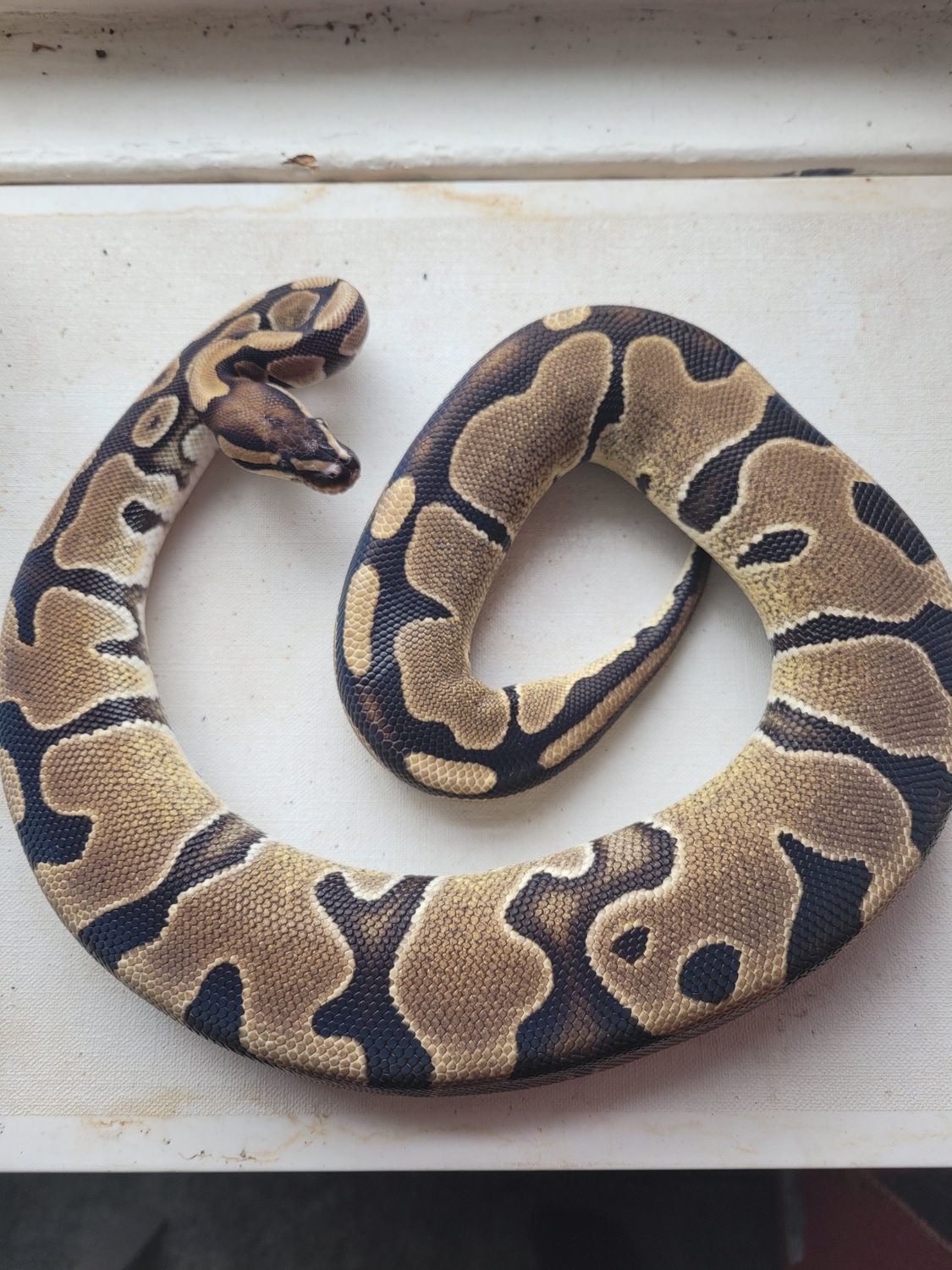 Scaleless Head 66% Het Pied Ball Python by DSRoyals - MorphMarket