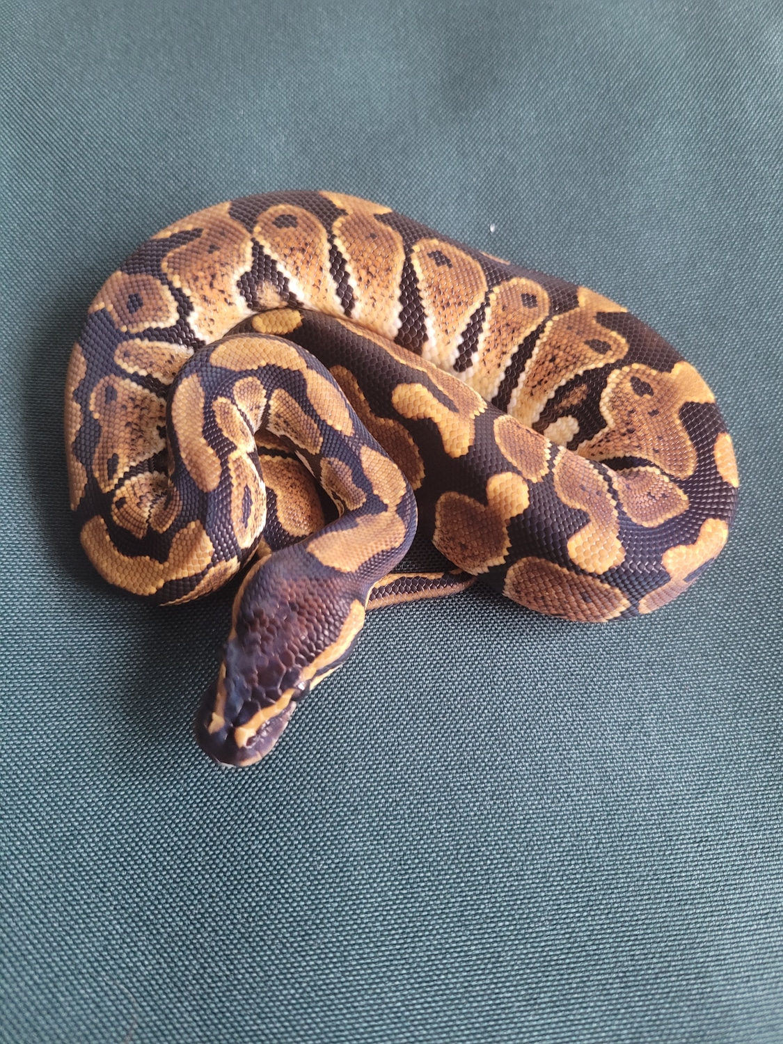 Chocolate Taronja Ball Python by DSRoyals - MorphMarket