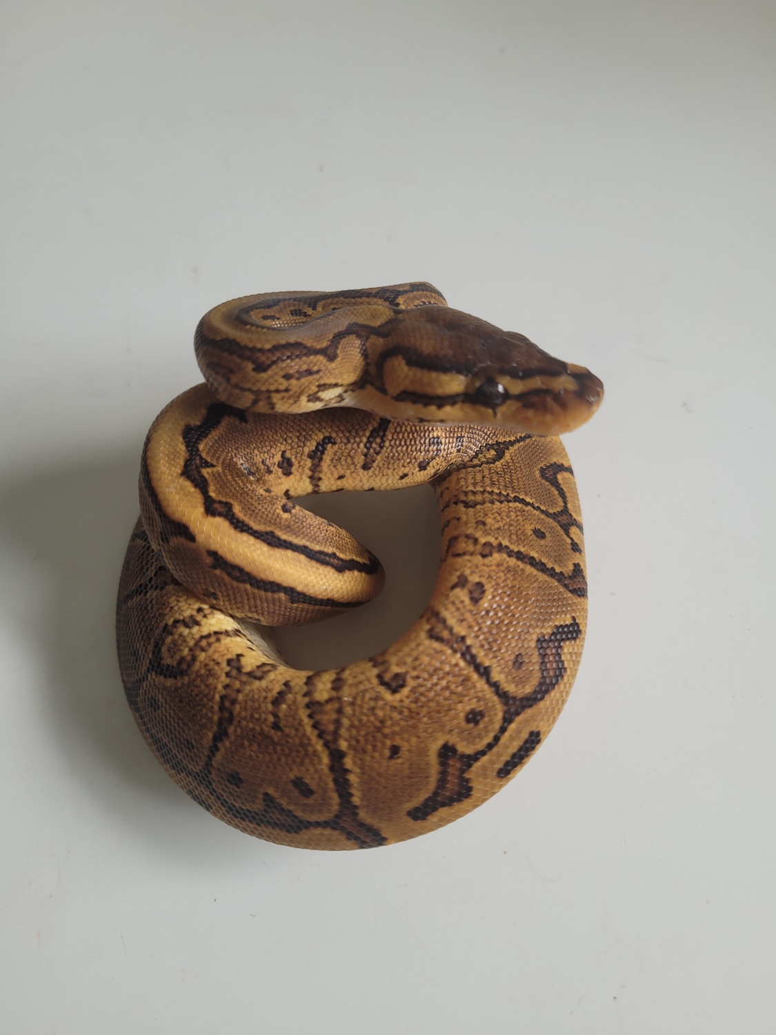 Yellowbelly Pinstripe Het Pied Ball Python by DSRoyals - MorphMarket
