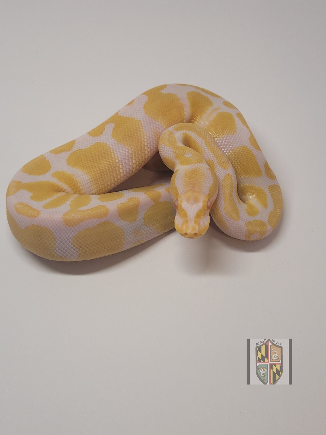 WINTER SALE! Albino 66% Het Pied Ball Python by DSRoyals - MorphMarket
