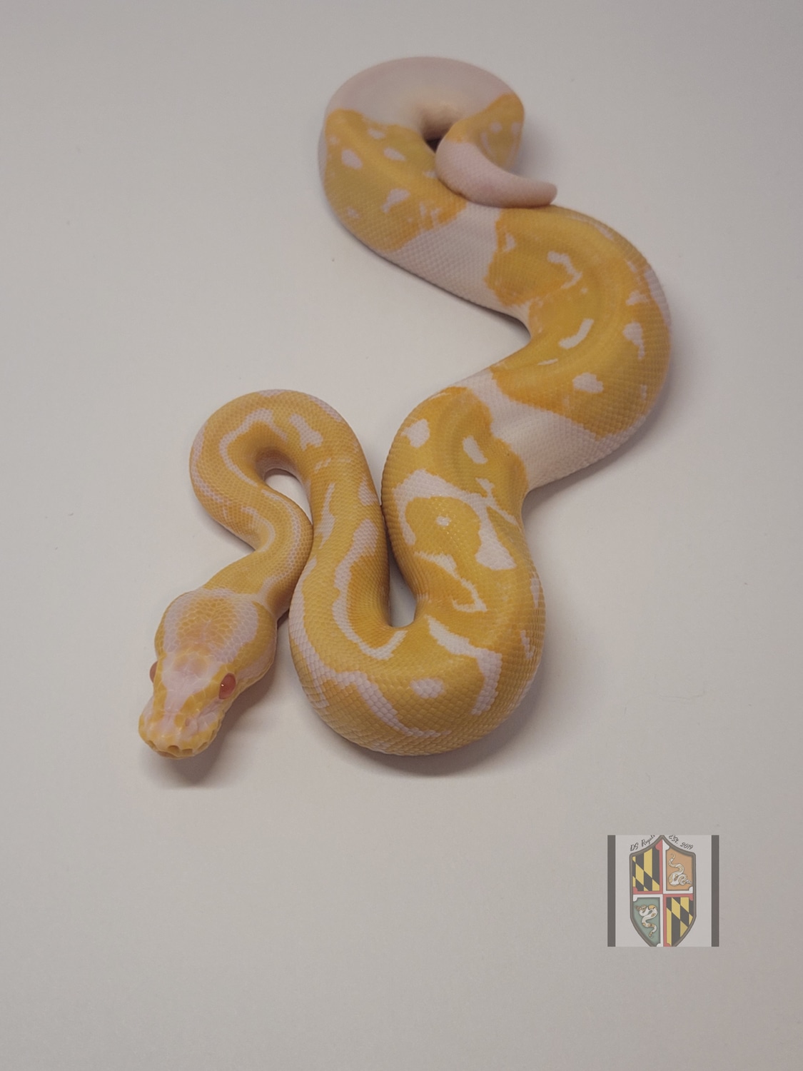 Christmas SALE! Albino Pied Ball Python by DSRoyals - MorphMarket