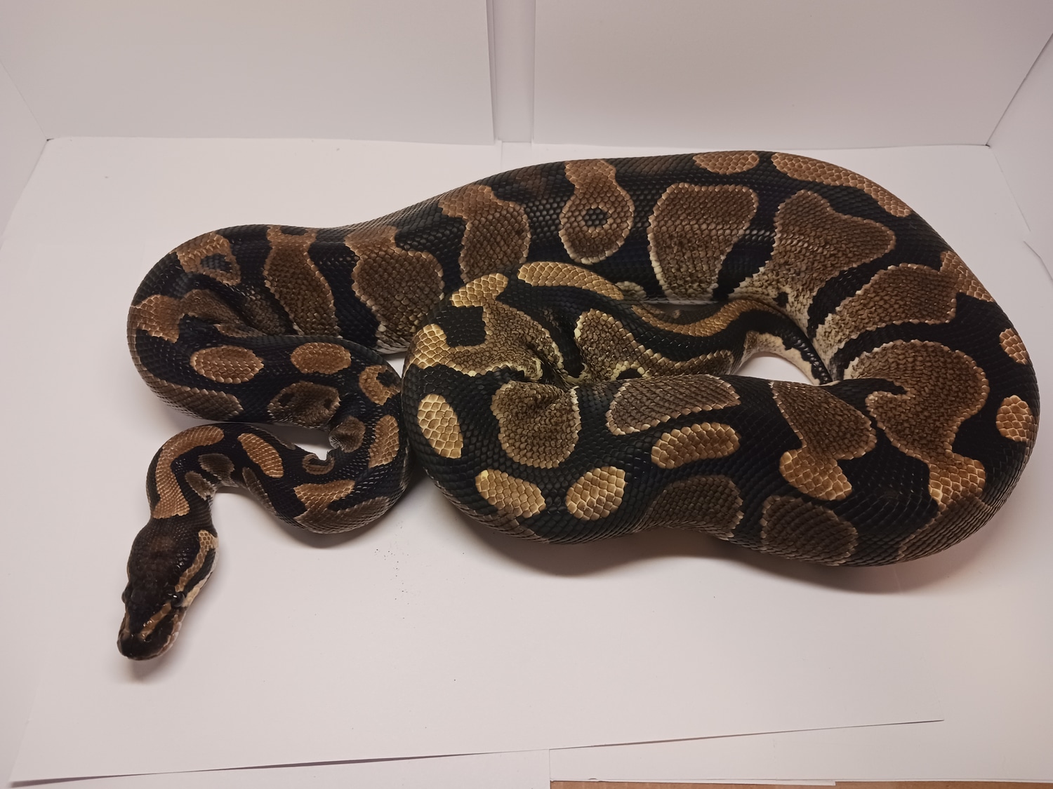 Het Pied Ball Python by DSRoyals - MorphMarket