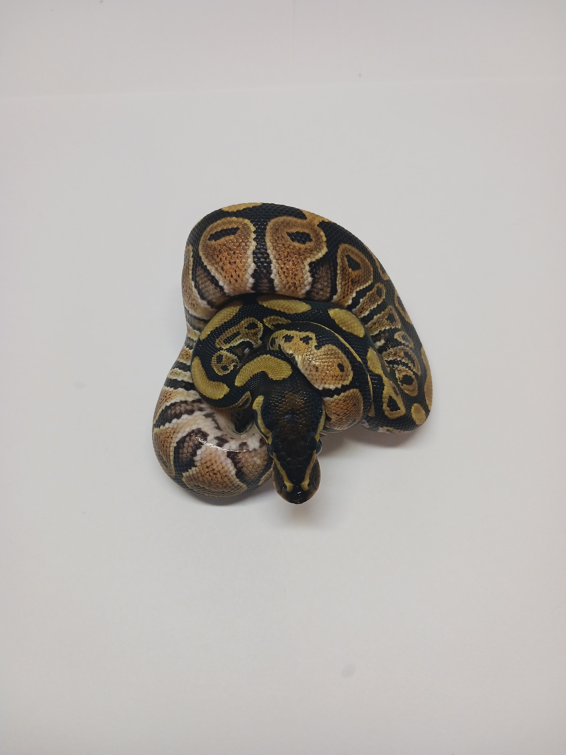 Panther Russo 50% Het Pied Ball Python by DSRoyals - MorphMarket