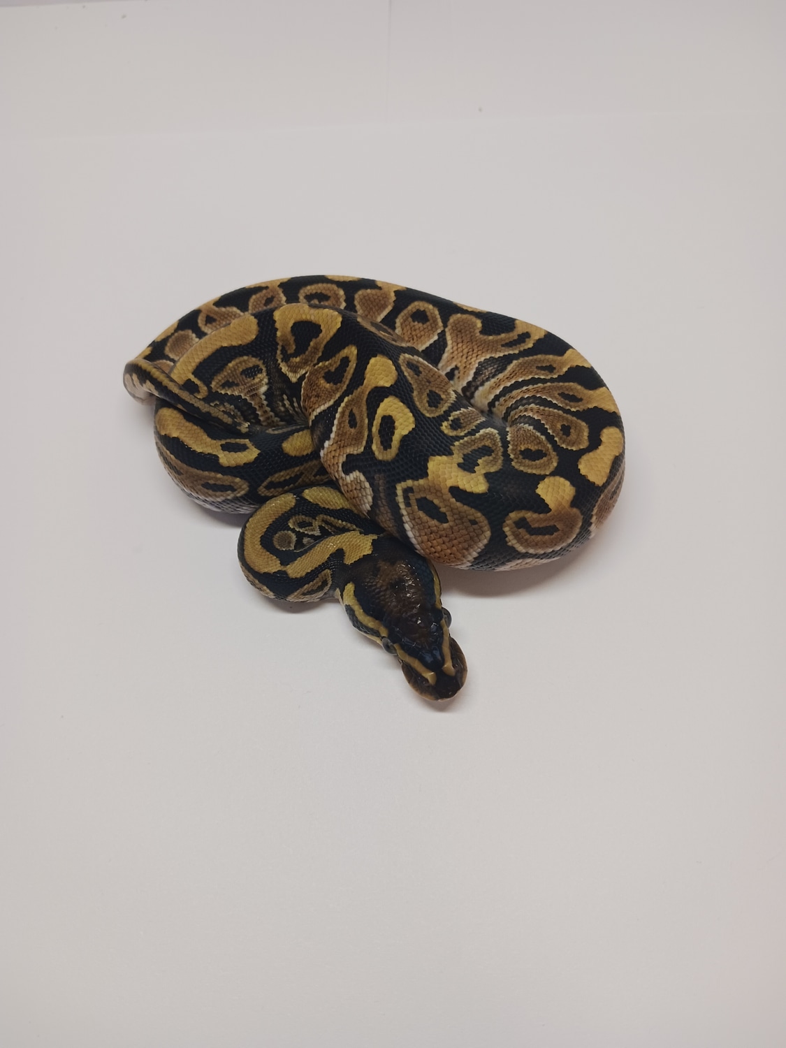 Panther Russo 50% Het Pied Ball Python by DSRoyals - MorphMarket