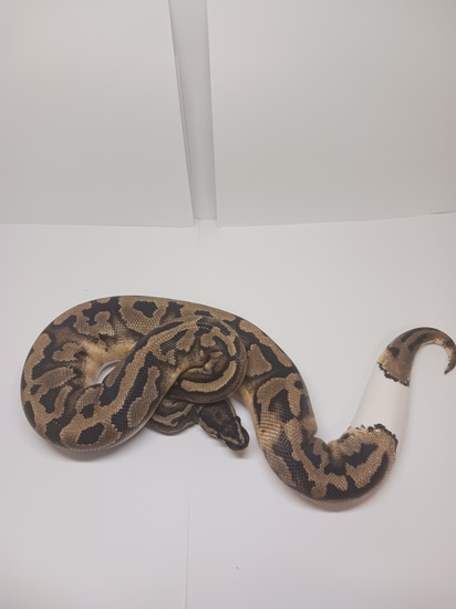 Leopard Pied Ball Python by DSRoyals