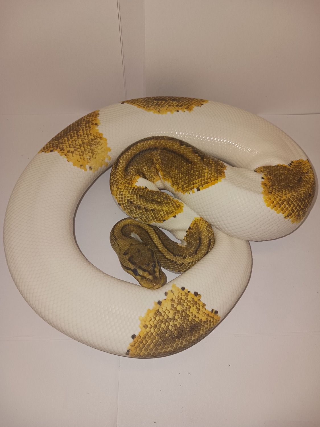 Yellowbelly Pinstripe Pied Ball Python by DSRoyals - MorphMarket