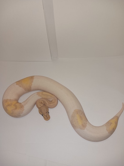 Black Pastel Banana Pied Ball Python by DSRoyals