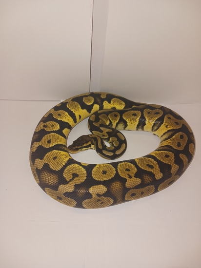 Double Het Tsk Axanthic Pied Pair Ball Python by DSRoyals