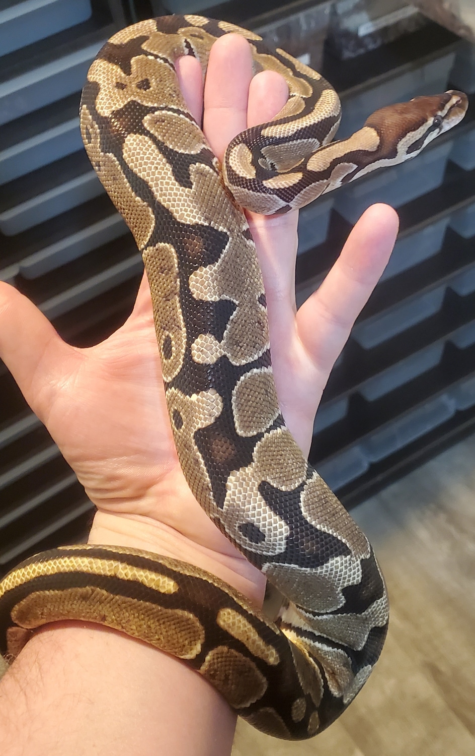 Dinker (No Alien Heads/ Weird Color) Ball Python by Philosophical ...