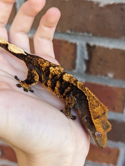 Halloween Extreme Crested Gecko by Ragtag Geckos