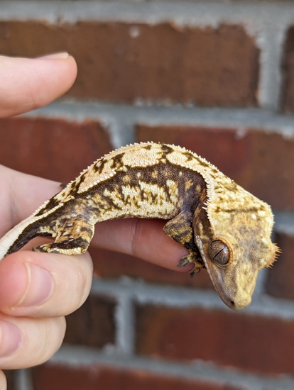 White Spot Male Crested Gecko by Ragtag Geckos