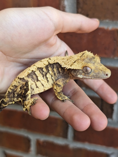 Red Moon Rising - Extreme Female Crested Gecko by Ragtag Geckos