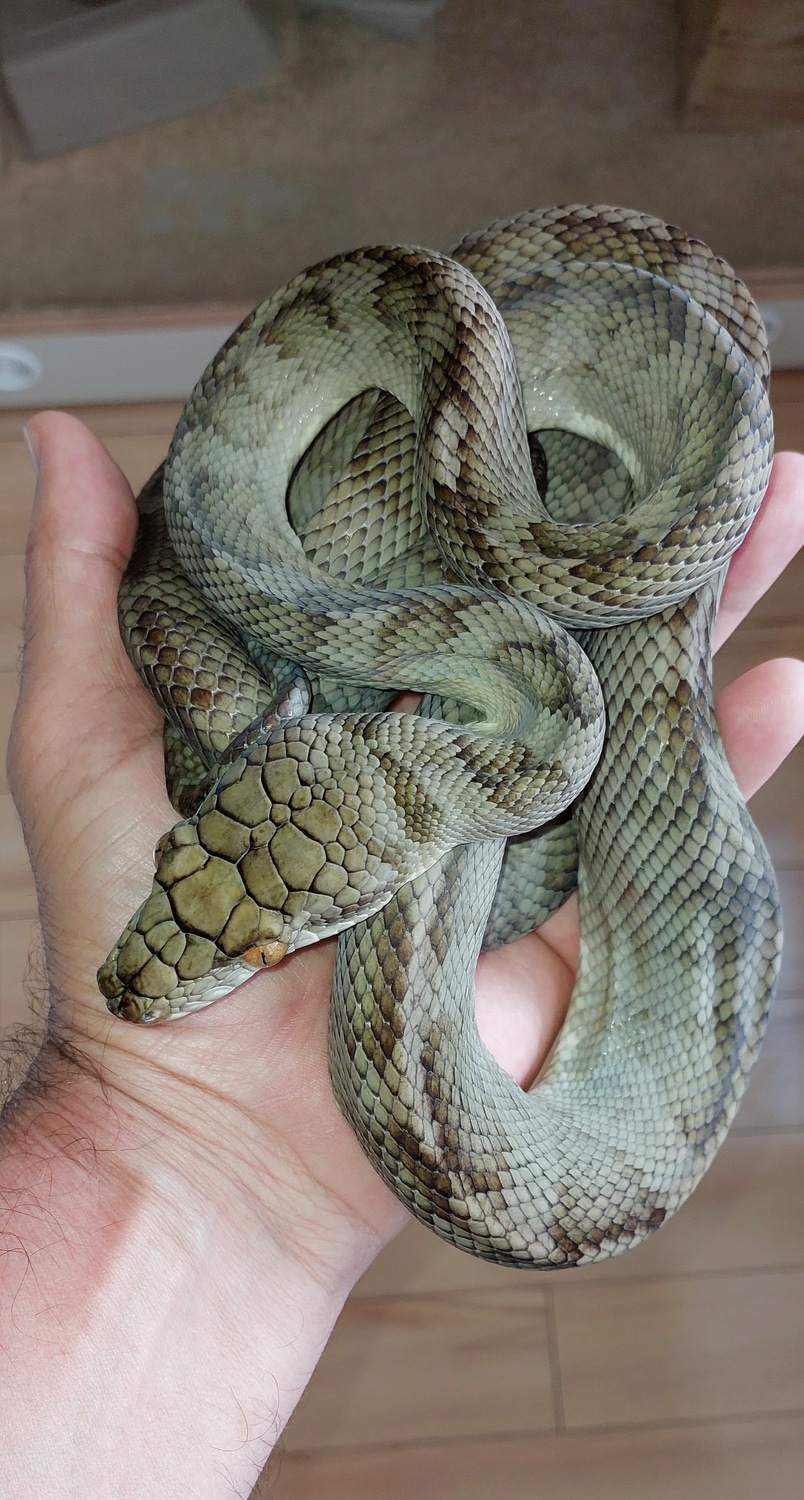 Simalia Tracyae (Halmahera Python) More Python by Diyan Atanasov - MorphMarket