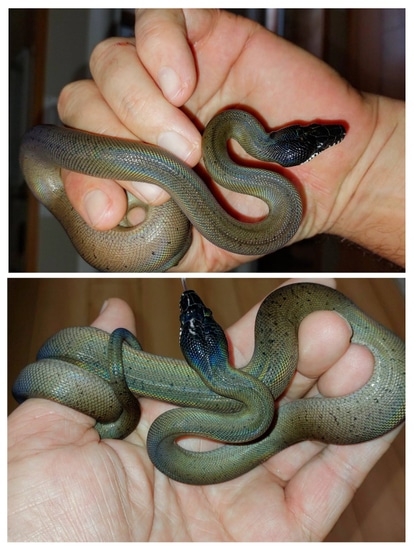 Leiopython Albertisii White-Lipped Python by Diyan Atanasov