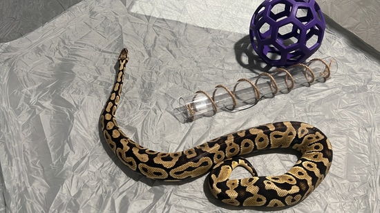 Big Mama Ball Python by Arrowhead Family Morphs