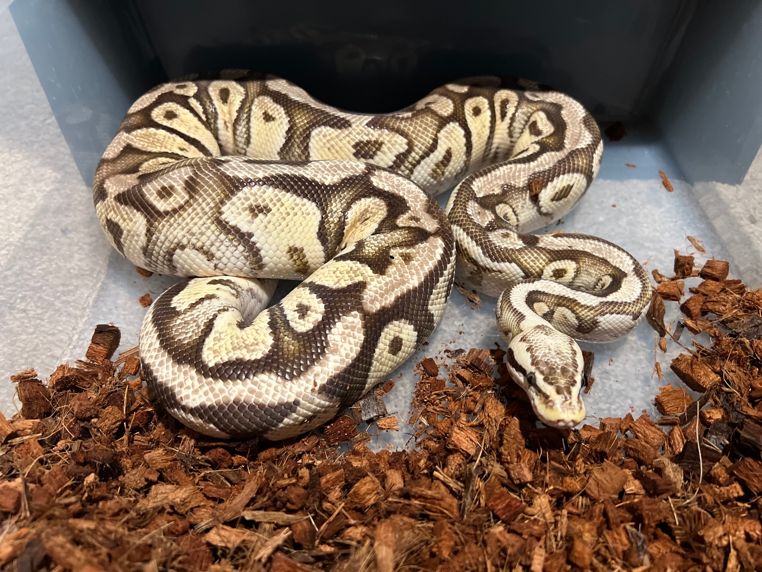 Hydra Ball Python by Arrowhead Family Morphs - MorphMarket