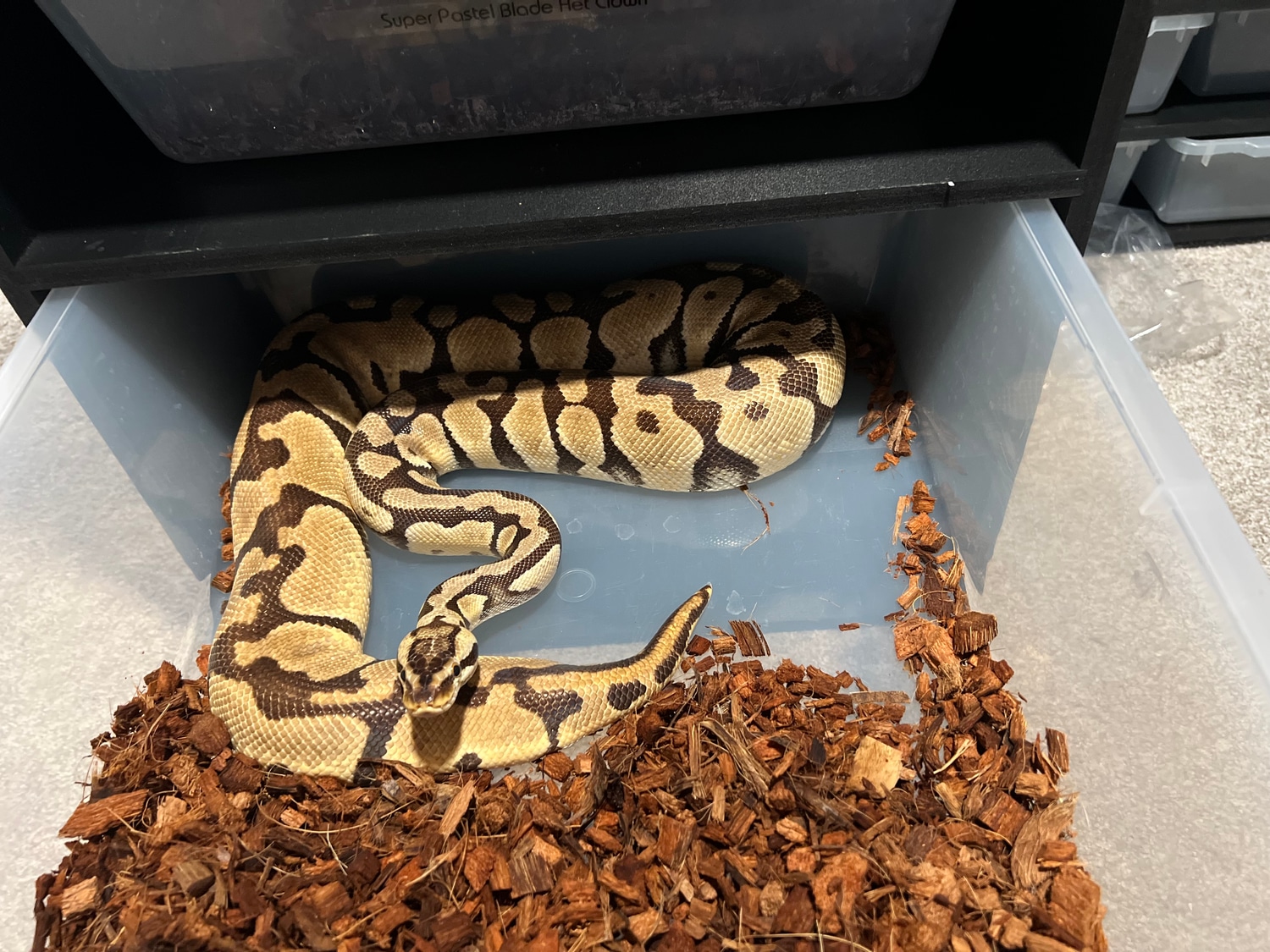 Minerva Ball Python by Arrowhead Family Morphs - MorphMarket