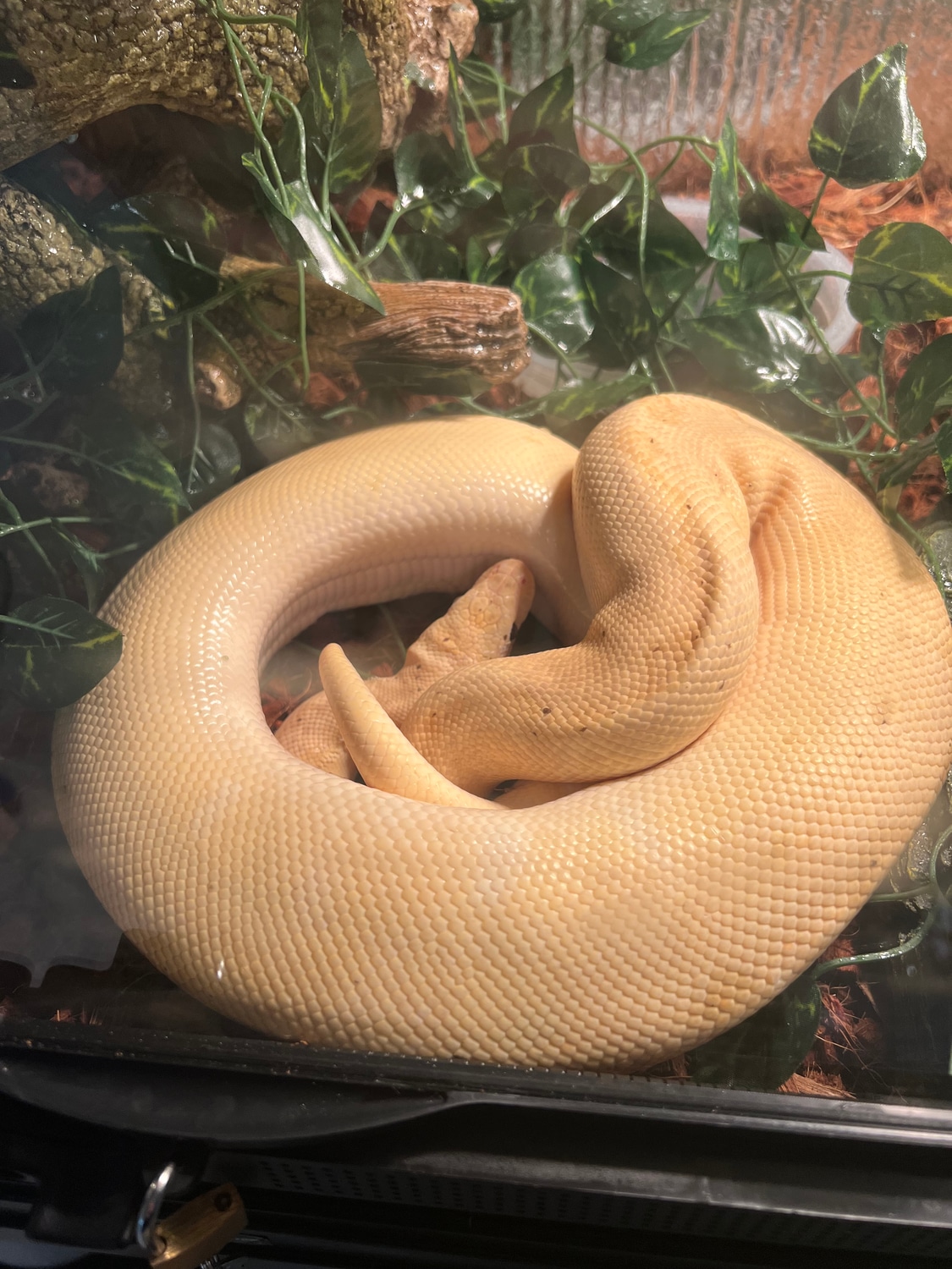 Bozo Ball Python by Arrowhead Family Morphs - MorphMarket