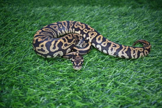 Acid Black Pastel Het Clown Ball Python by Arrowhead Family Morphs