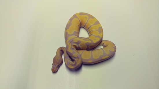 Candy Albino Ball Python by Datz Cichlids & Reptiles