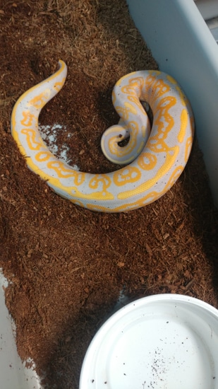 Black Pastel Leopard Coral Glow 50% Het Pied Ball Python by Datz ...