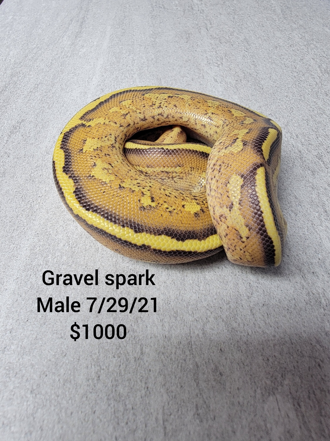 Gravel Spark Ball Python by Datz Cichlids & Reptiles - MorphMarket