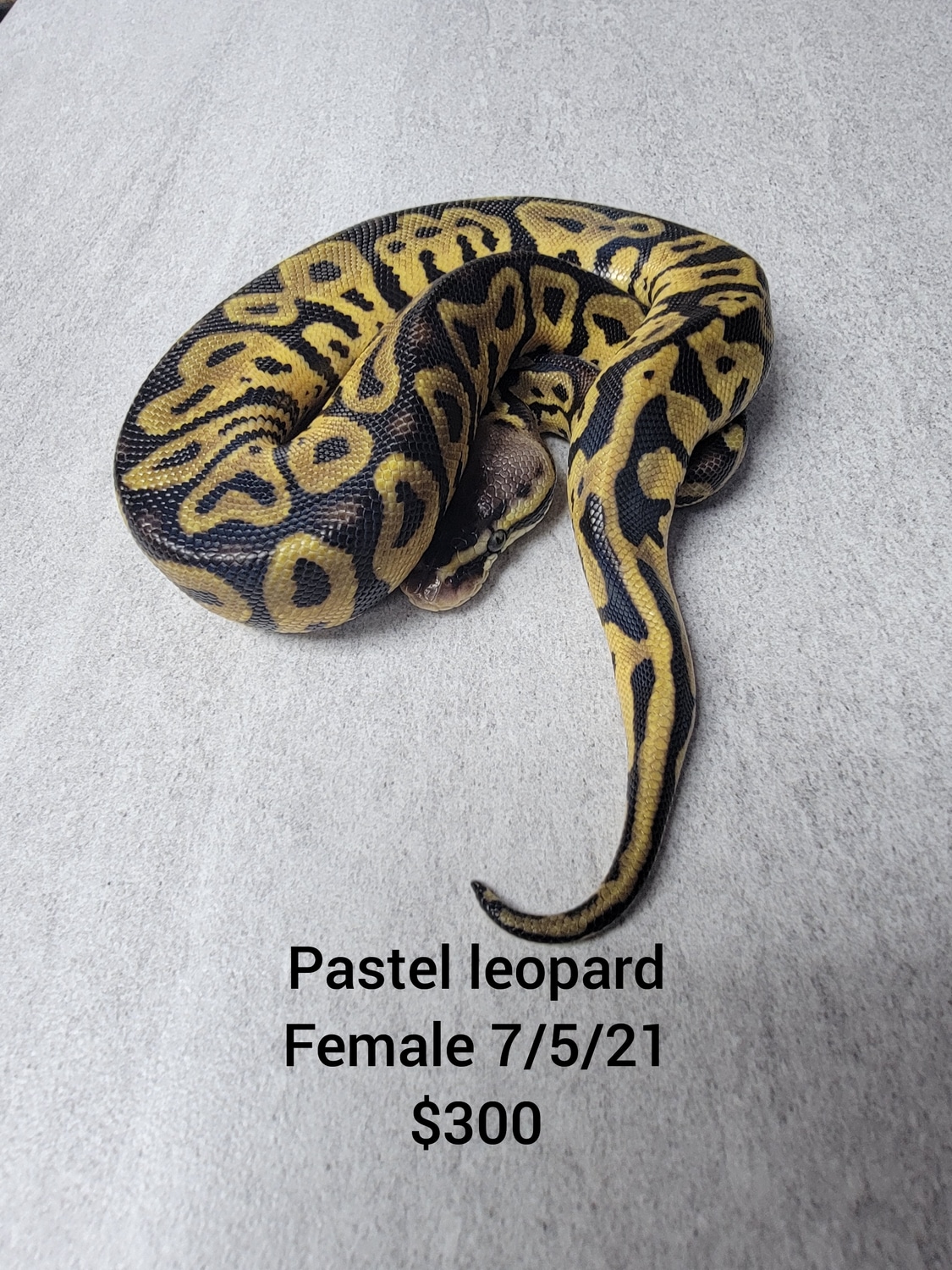 Pastel Leopard Ball Python by Datz Cichlids & Reptiles - MorphMarket