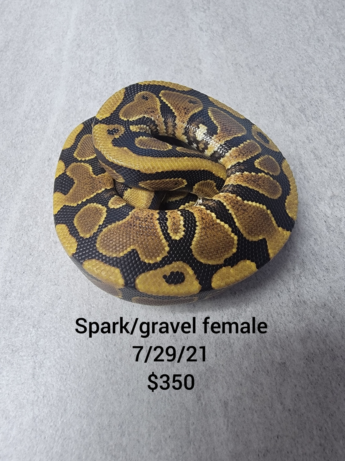 Spark Or Gravel Ball Python by Datz Cichlids & Reptiles - MorphMarket