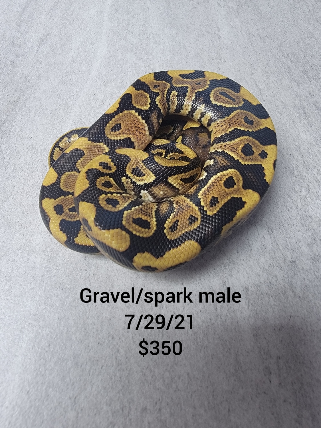 Gravel Or Spark Ball Python by Datz Cichlids & Reptiles - MorphMarket