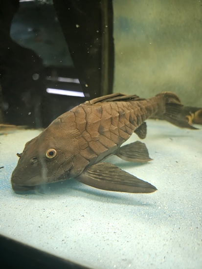 L095 Pinecone Pleco L Series Pleco by Datz Cichlids & Reptiles