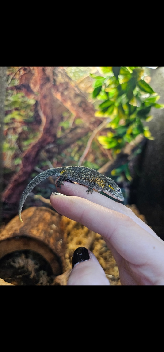 Eurydactylodes Agricolae Chameleon Gecko by Datz Cichlids & Reptiles ...