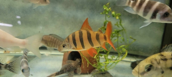 Distichodus Sexfasciatus Other Freshwater Fish by Datz Cichlids & Reptiles