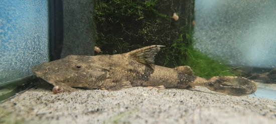 Goonch Catfish (Bagarius Yarrelli) Other Catfish by Datz Cichlids ...