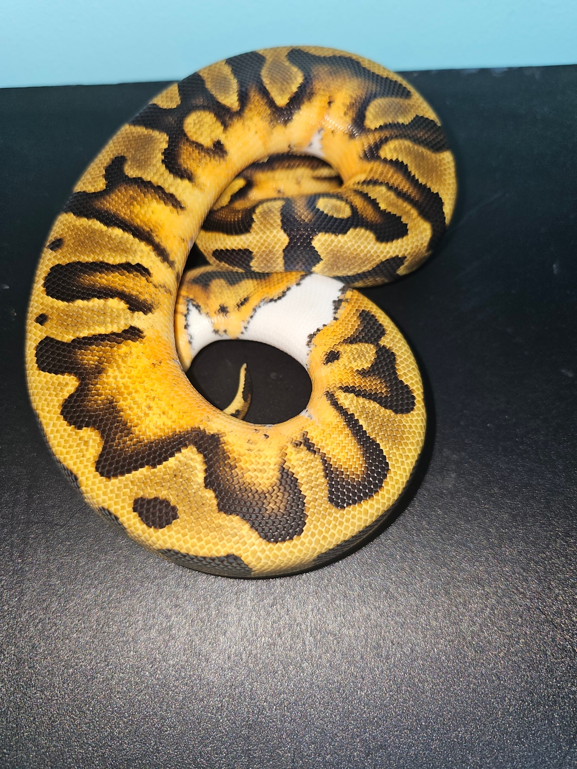 Yellowbelly Enchi Pied 100% Het Albino Ball Python by Datz Cichlids ...