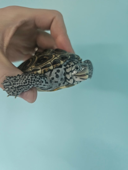 Concentric Diamondback Terrapin by Datz Cichlids & Reptiles