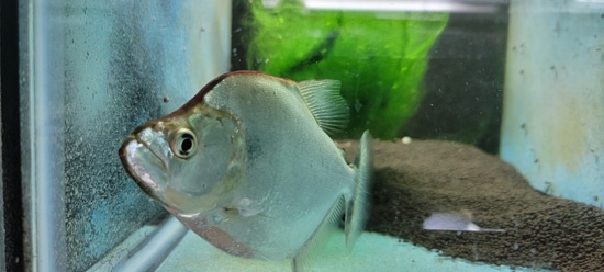 Serrasalmus Geryi Other Freshwater Fish by Datz Cichlids & Reptiles