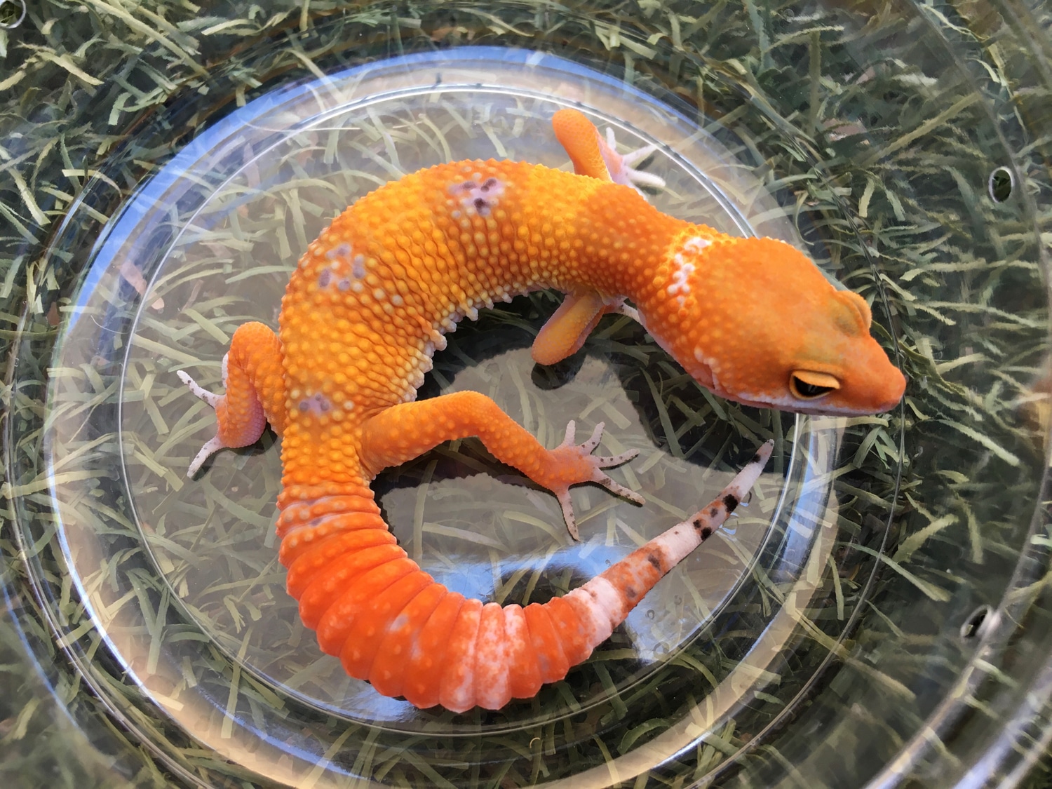 2020 Tangerine Tornado TSF Leopard Gecko by DB Reptiles - MorphMarket