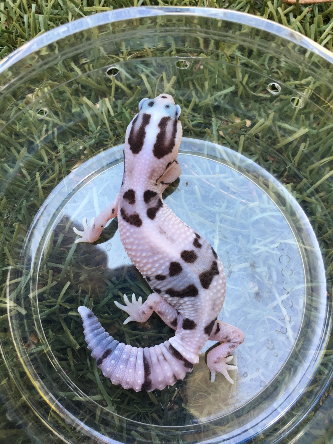 2020 Whiteout Oreo TSF African Fat-Tailed Gecko by DB Reptiles ...