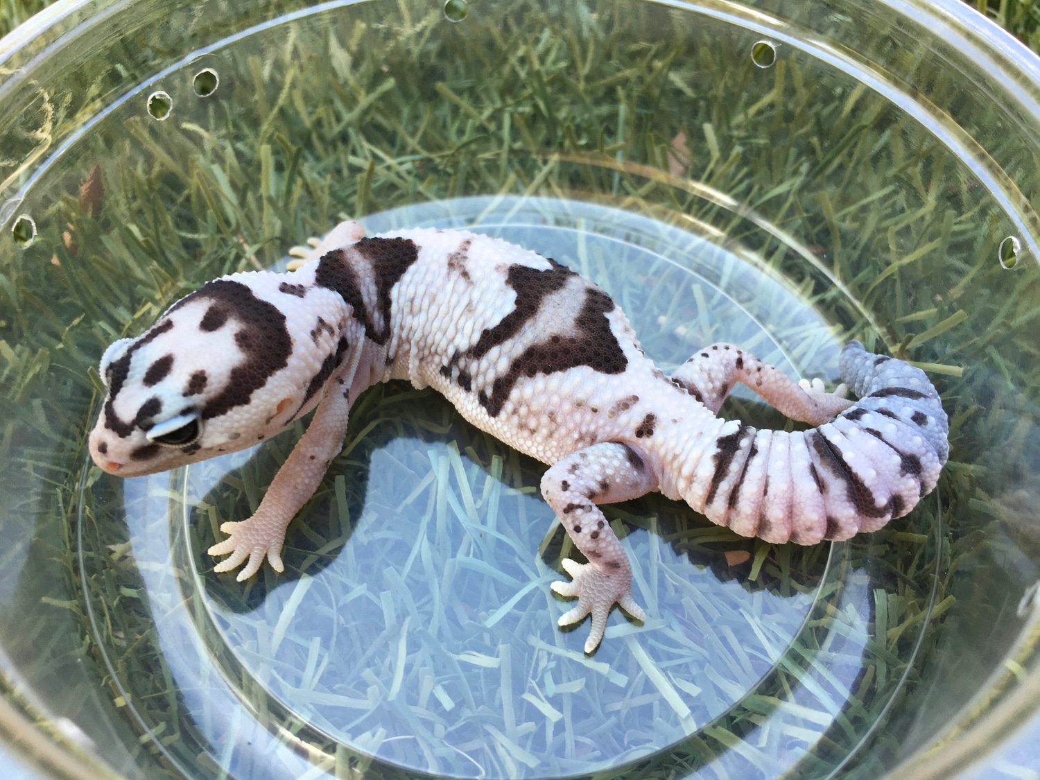 Oreo Whiteout African Fat-Tailed Gecko by DB Reptiles - MorphMarket