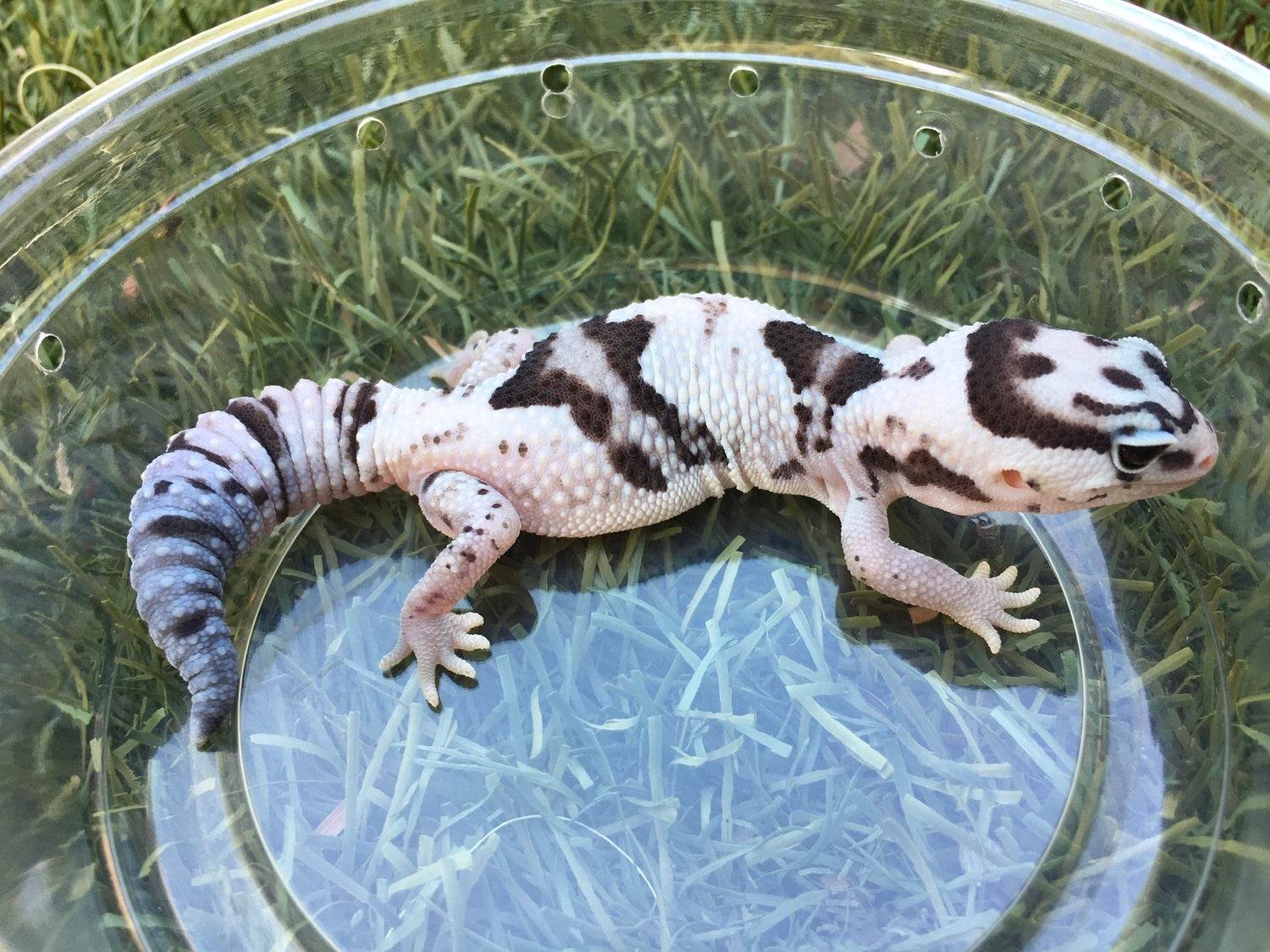 Oreo Whiteout African Fat-Tailed Gecko by DB Reptiles - MorphMarket