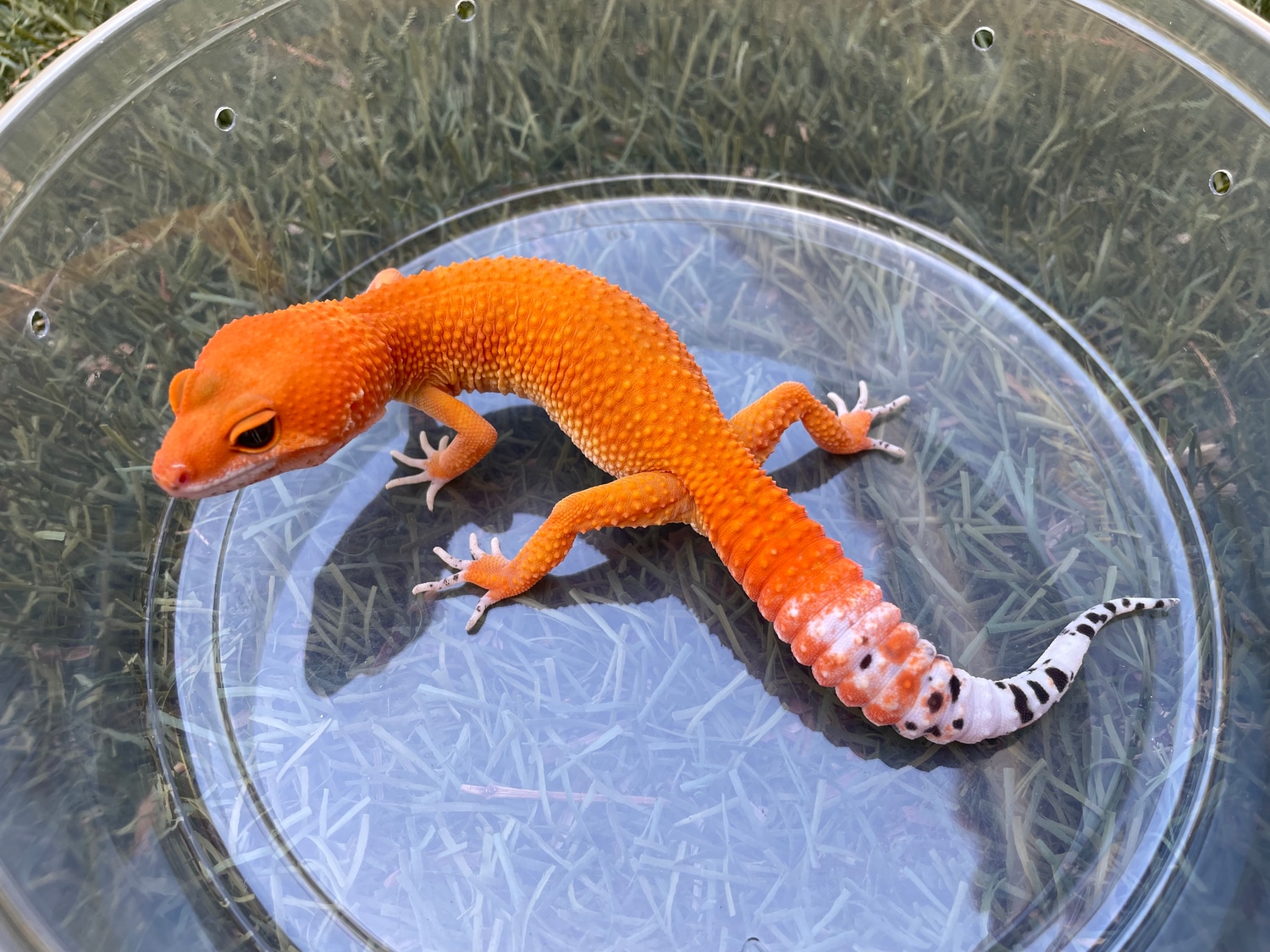 2022 Blood/Tangerine Cross Leopard Gecko by DB Reptiles - MorphMarket