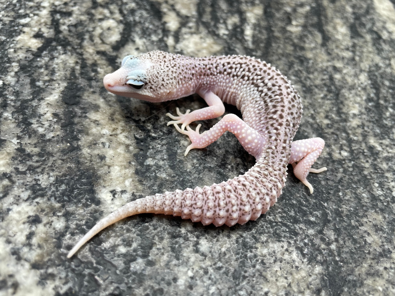 2022 Super Snow Eclipse Leopard Gecko by DB Reptiles - MorphMarket