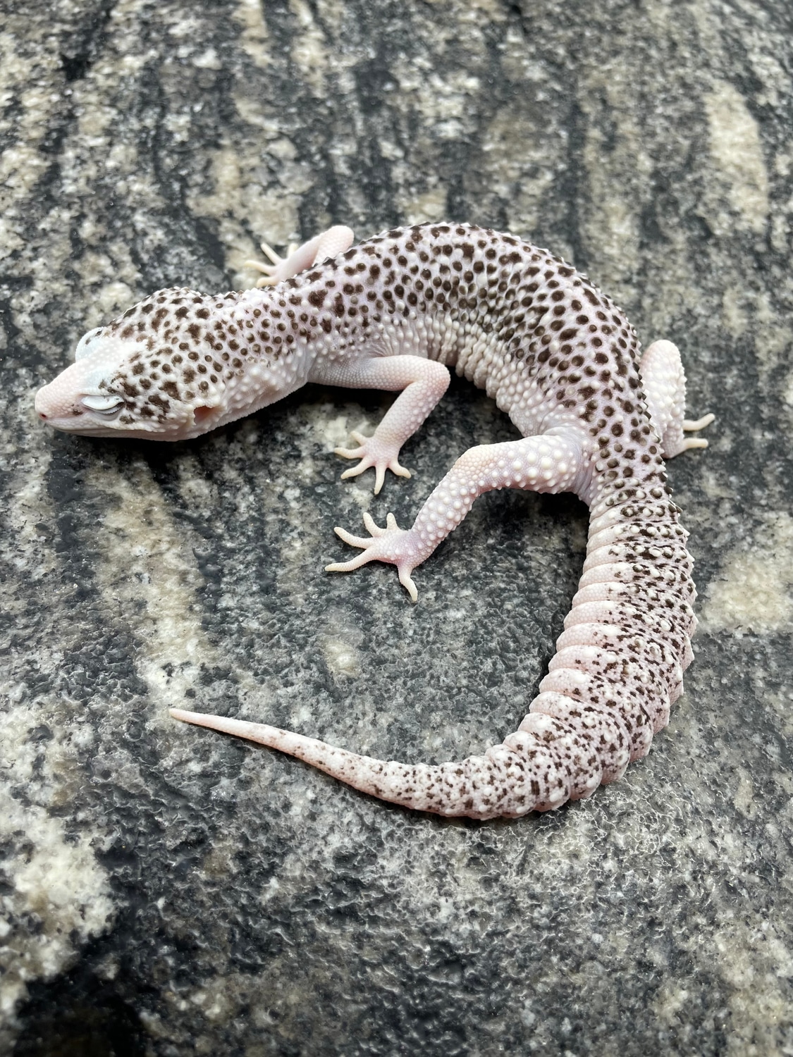 2021 Super Snow Eclipse Leopard Gecko by DB Reptiles - MorphMarket