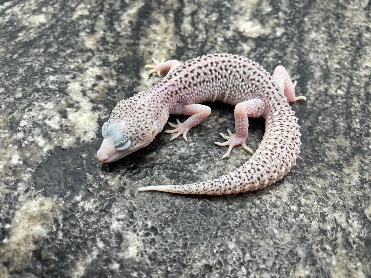 2022 Super Snow Eclipse Leopard Gecko by DB Reptiles - MorphMarket