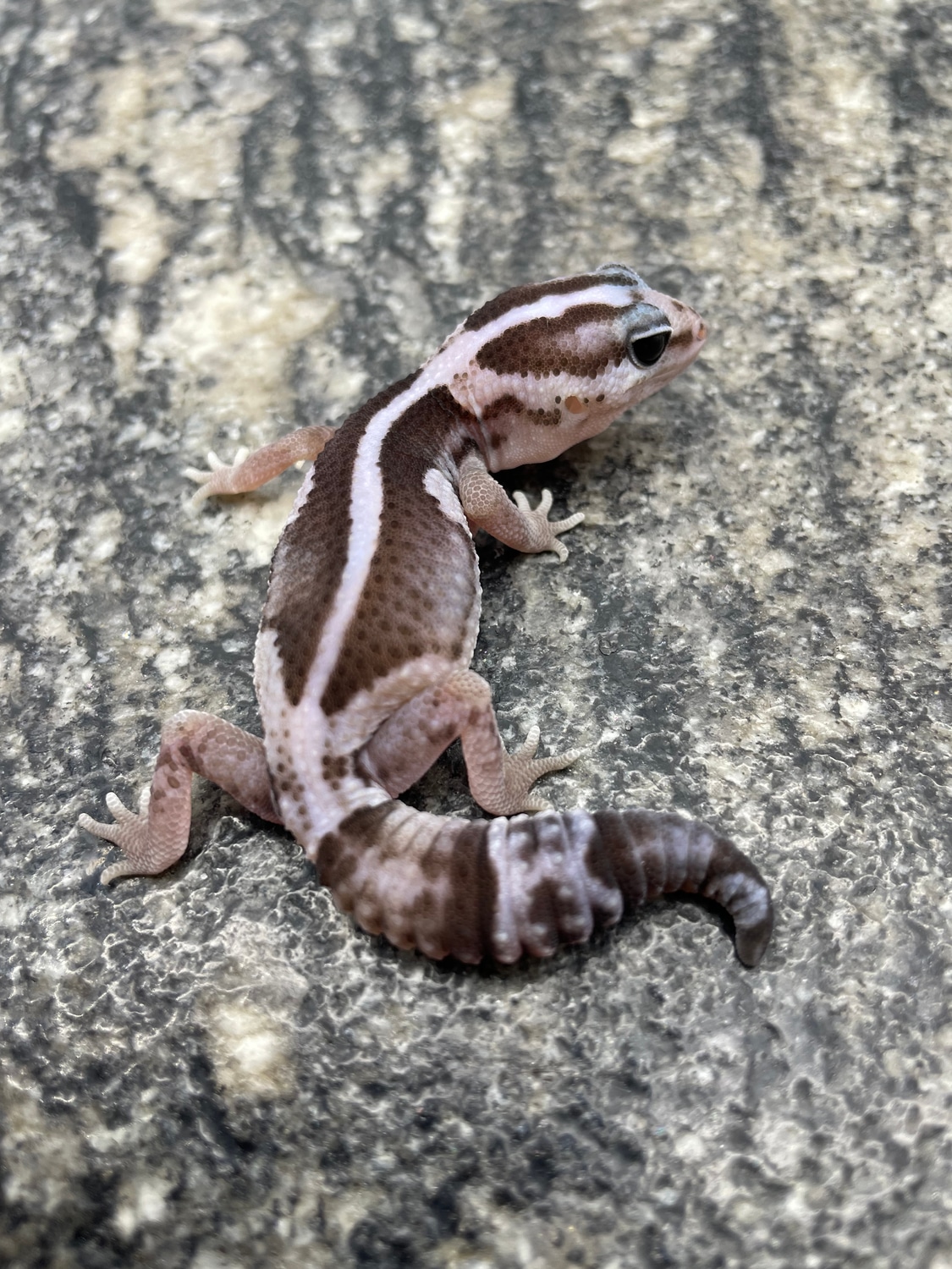 2022 Striped Oreo Zero Het Patternless African Fat-Tailed Gecko by DB ...