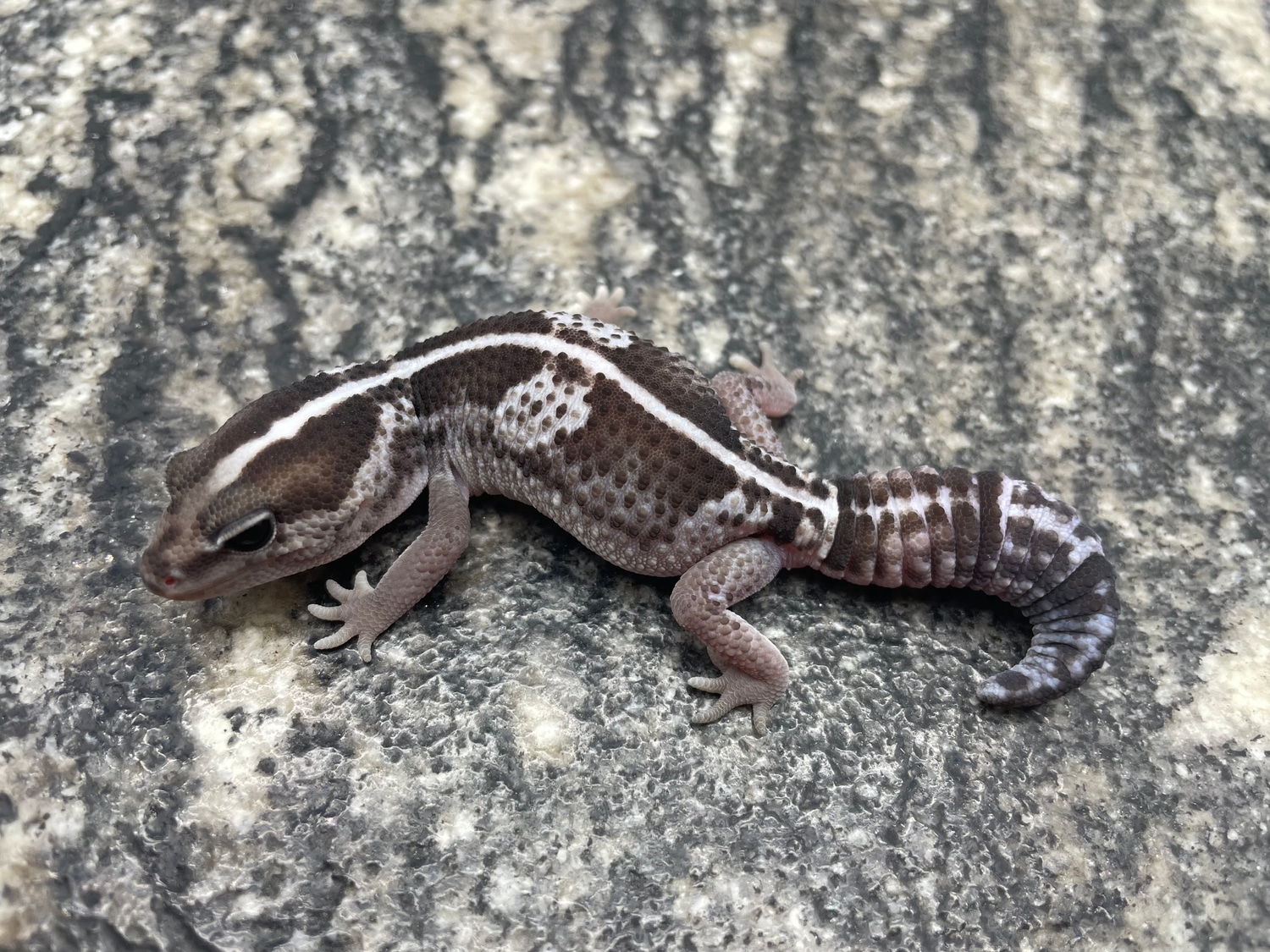 2022 Striped Oreo 100% Het Patternless African Fat-Tailed Gecko by DB ...