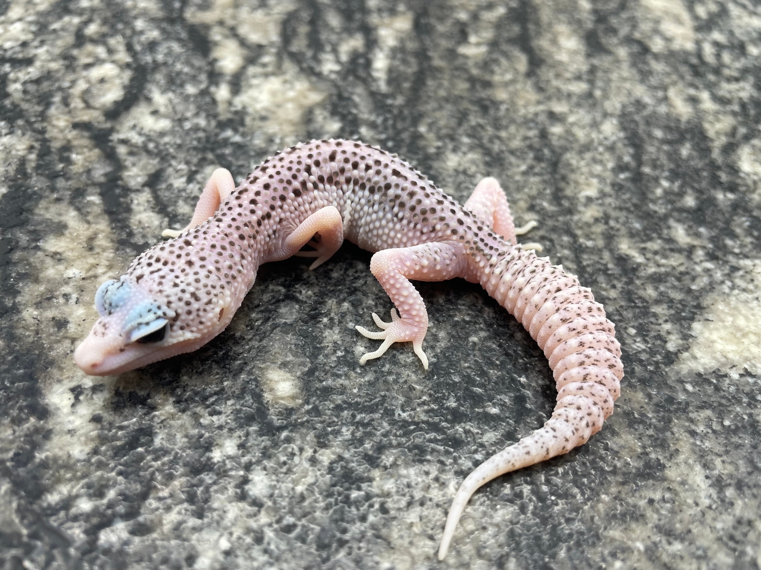 *Free Shipping* 2022 Super Snow Eclipse Leopard Gecko by DB Reptiles ...